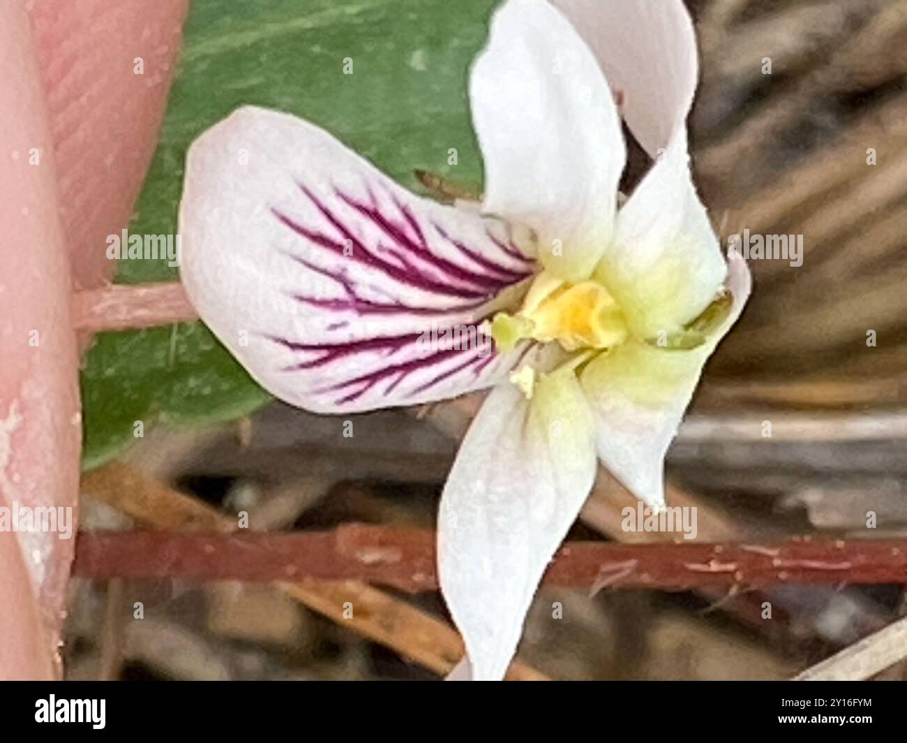 primrose-leaved violet (Viola primulifolia) Plantae Stock Photo - Alamy