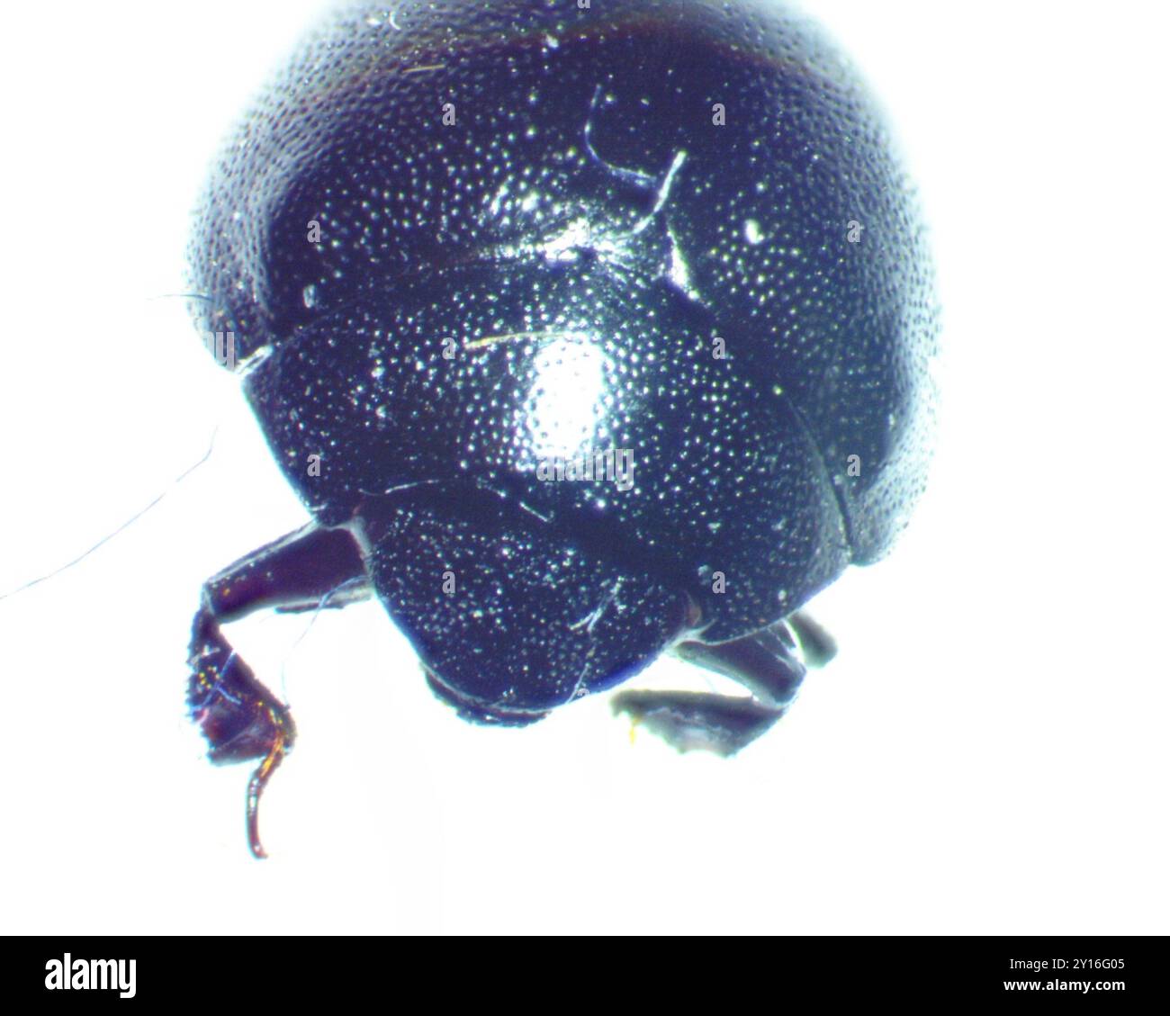 Slime flux beetle (Nosodendron unicolor) Insecta Stock Photo - Alamy