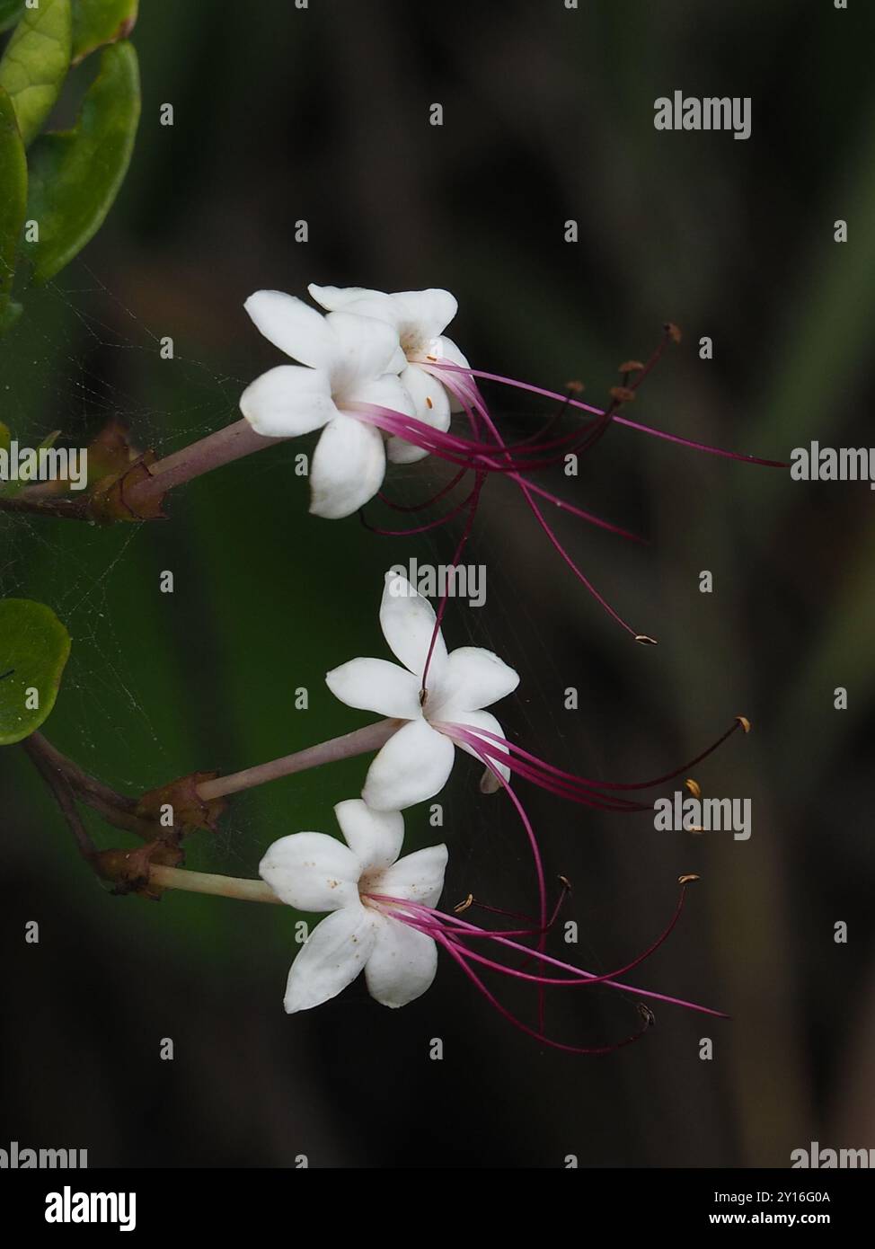scrambling clerodendrum (Volkameria inermis) Plantae Stock Photo - Alamy