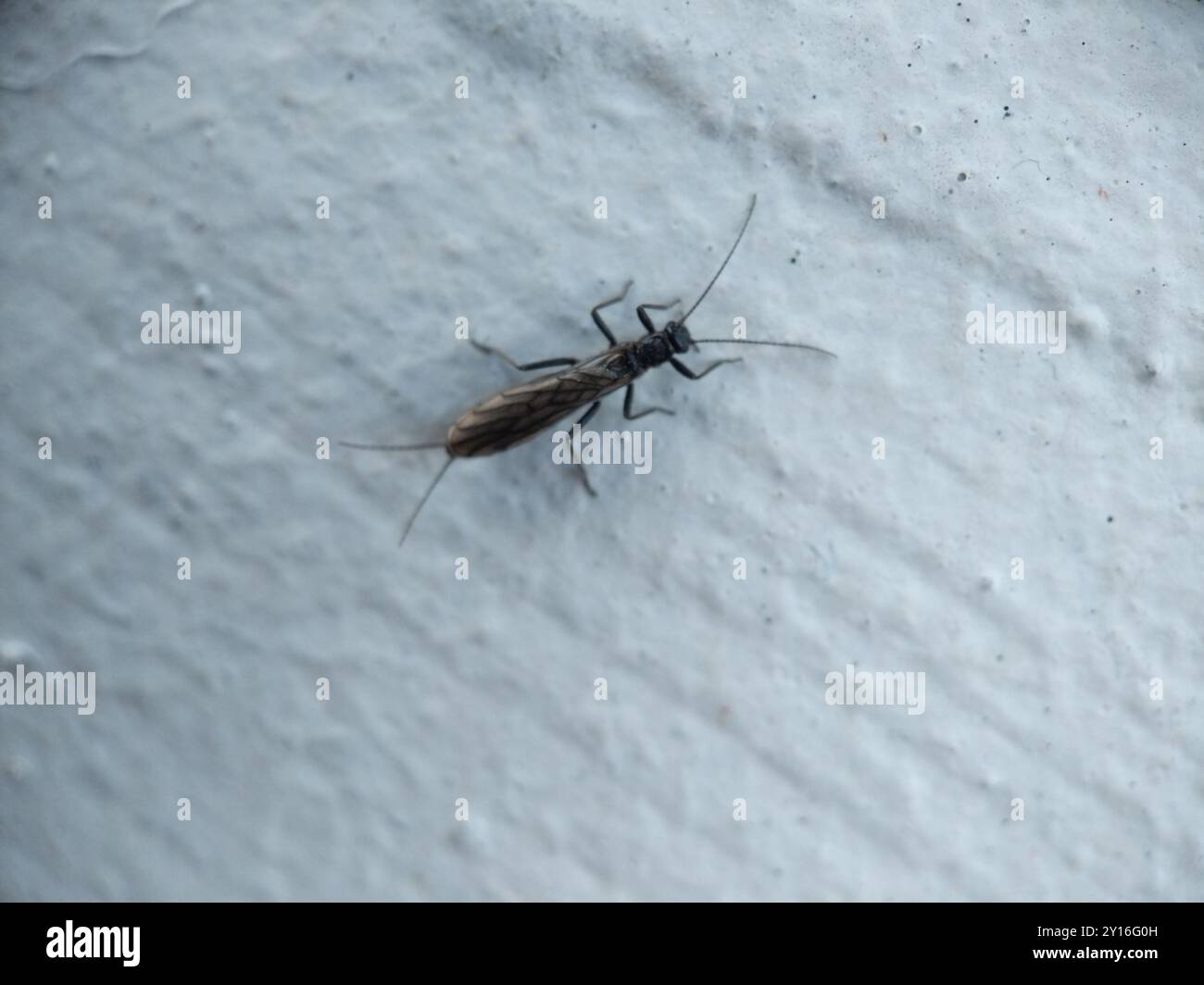 Small Winter Stoneflies (Capniidae) Insecta Stock Photo - Alamy