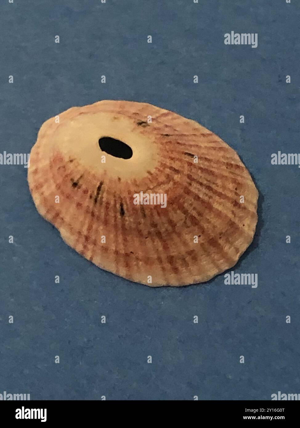 Volcano Keyhole Limpet (Fissurella volcano) Mollusca Stock Photo - Alamy