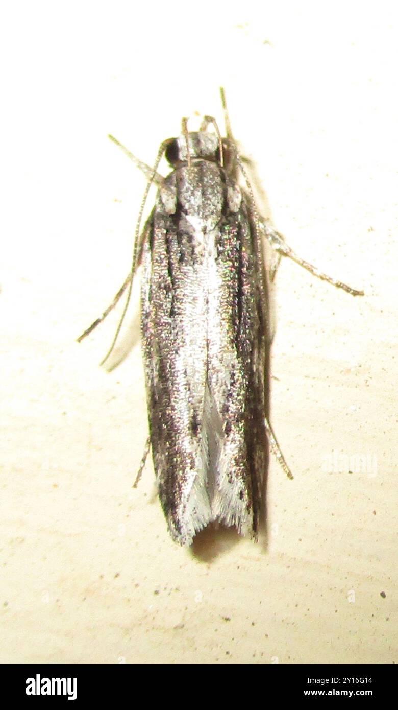 Twirler Moths (Gelechiidae) Insecta Stock Photo - Alamy