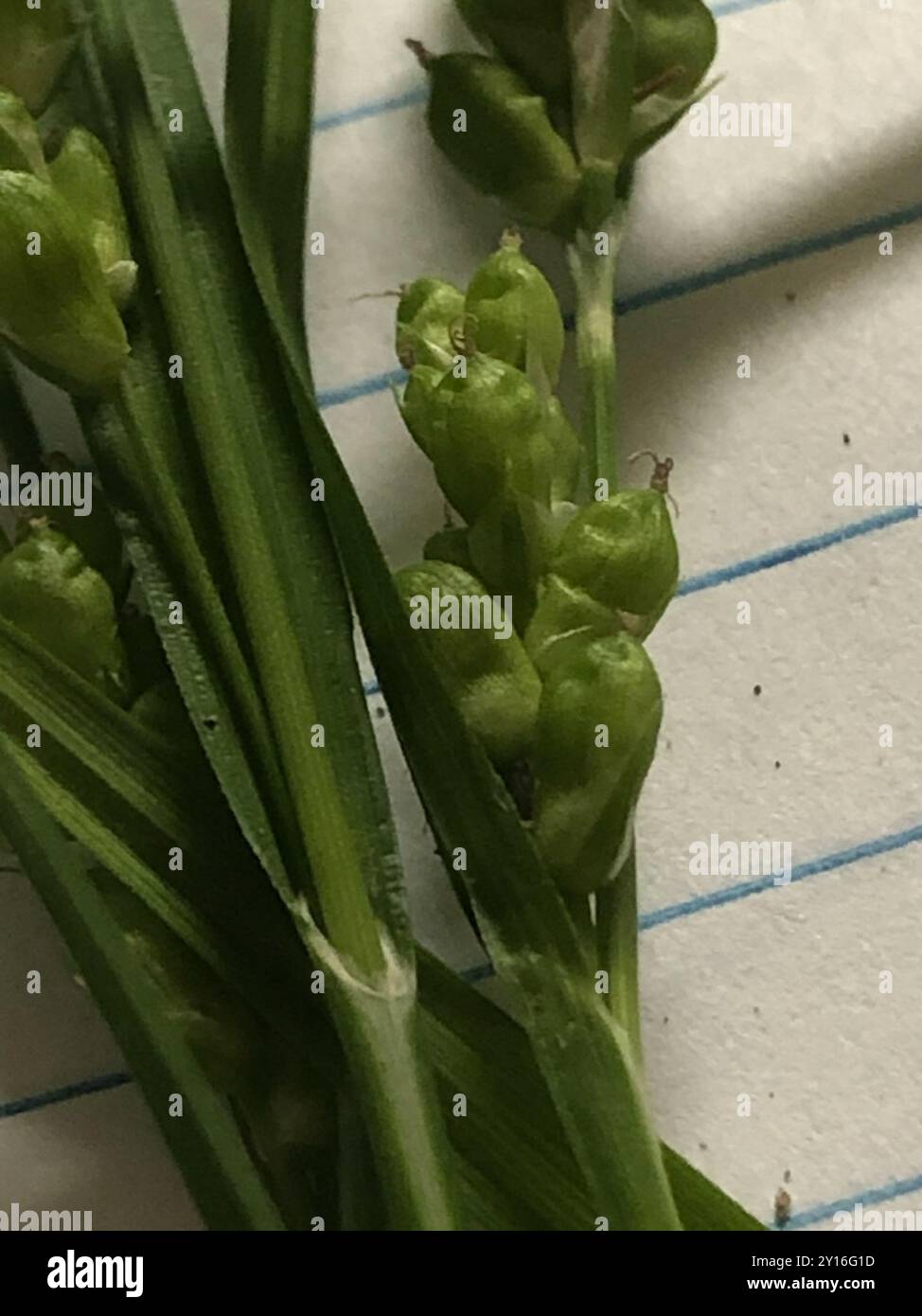 Prune-fruit Sedge (Carex corrugata) Plantae Stock Photo - Alamy