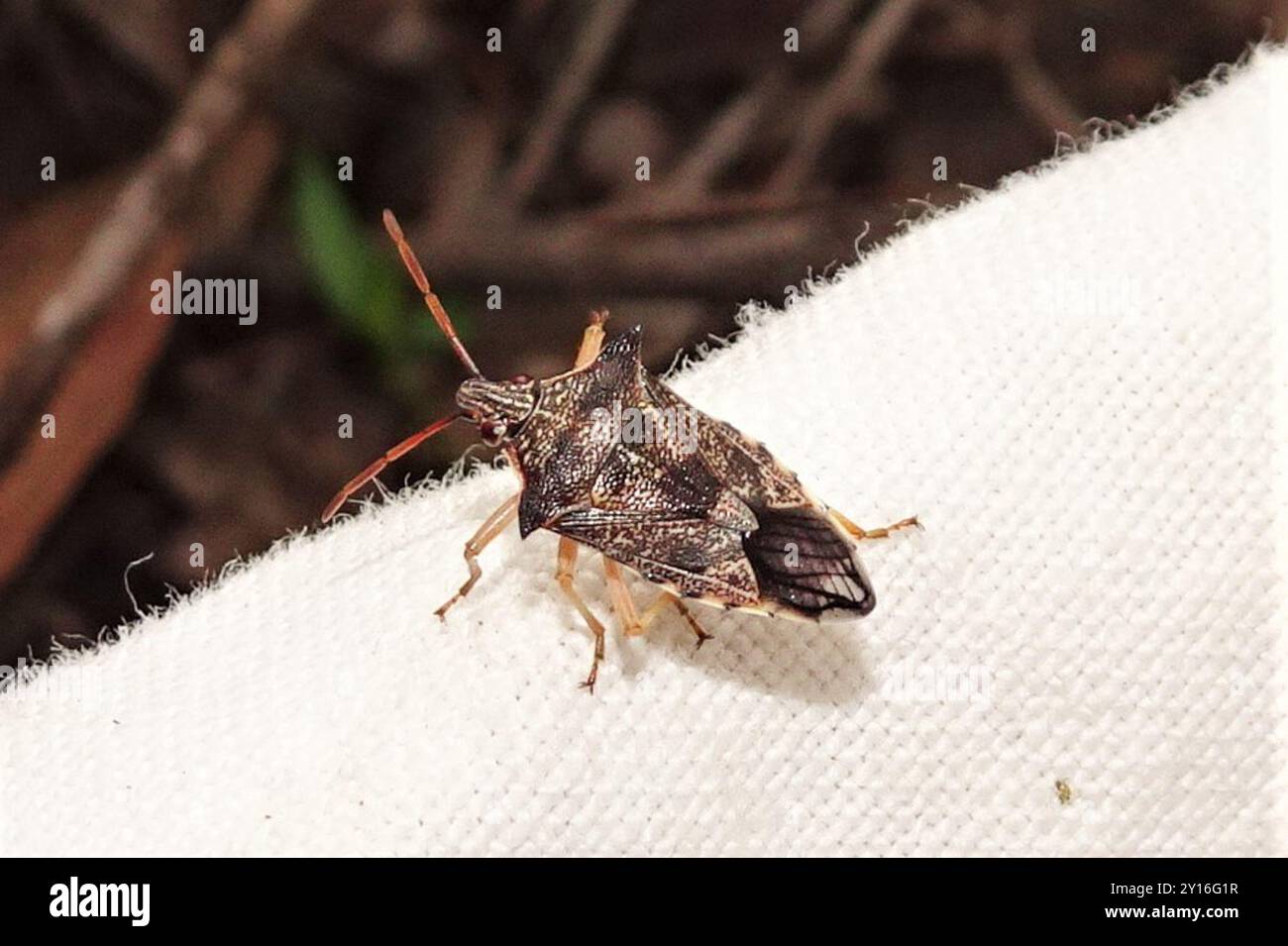 Schellenberg's soldier bug (Oechalia schellenbergii) Insecta Stock ...