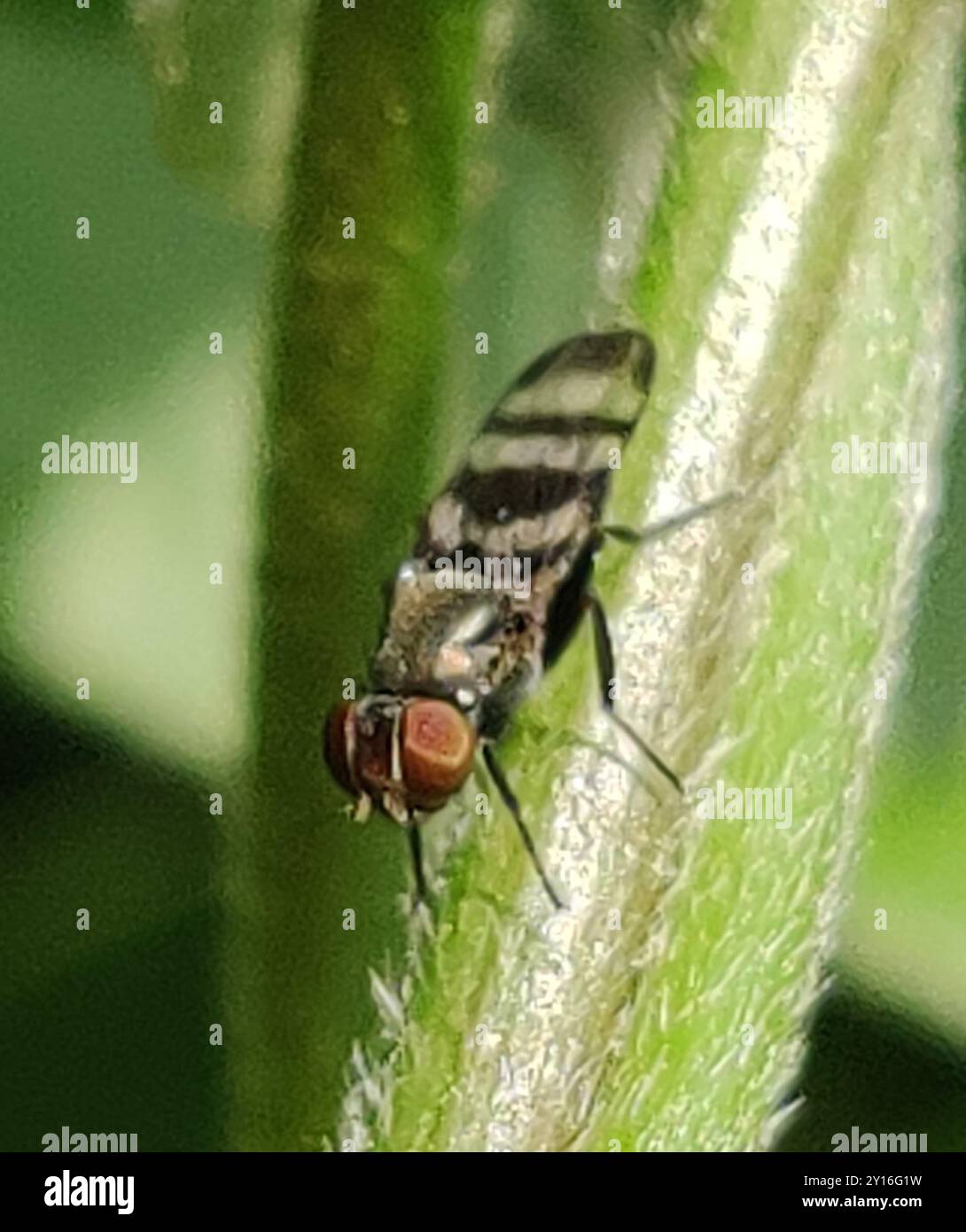 Banded-wing Flies (Chaetopsis) Insecta Stock Photo - Alamy