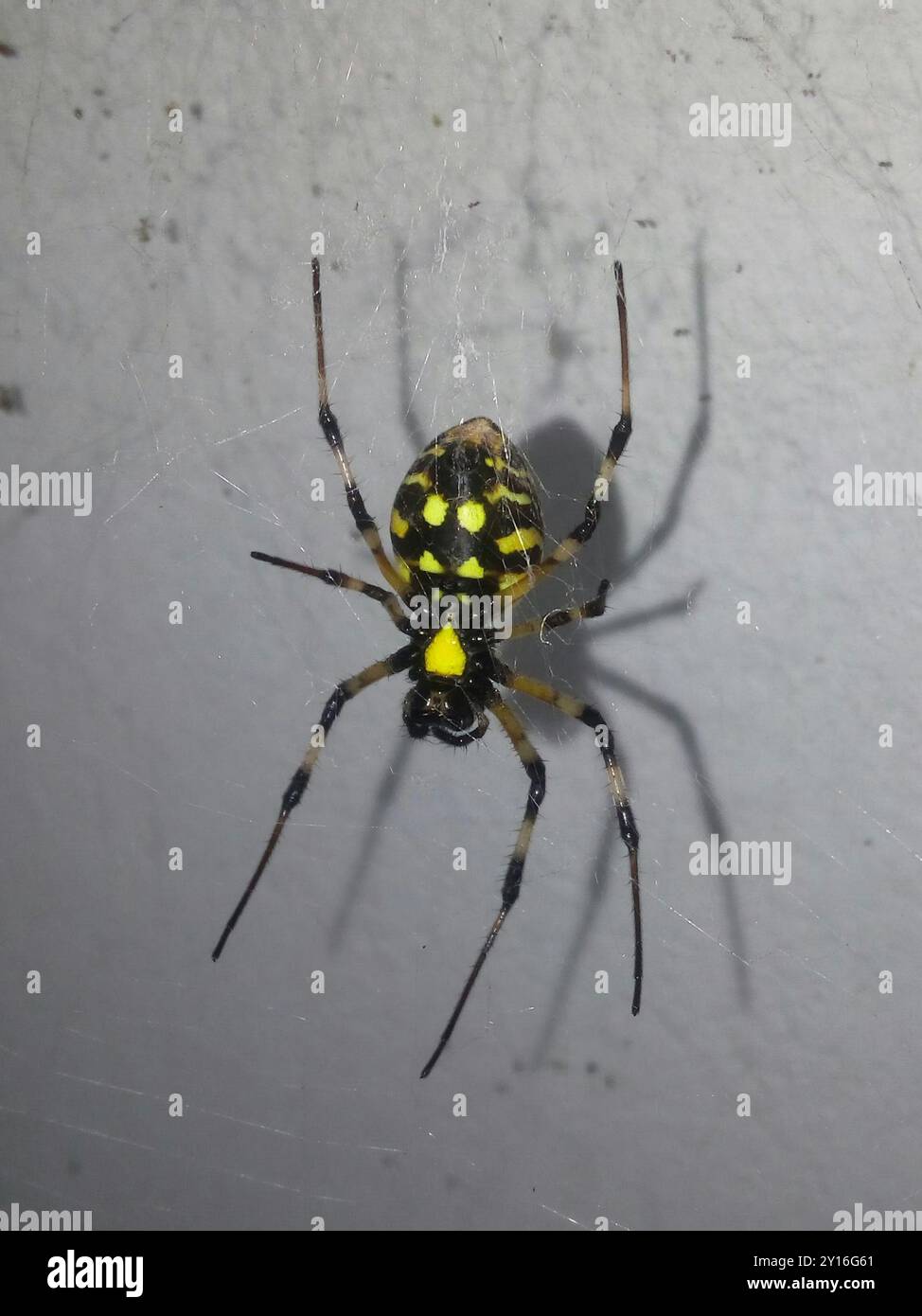 Nephilingis cruentata hi-res stock photography and images - Alamy