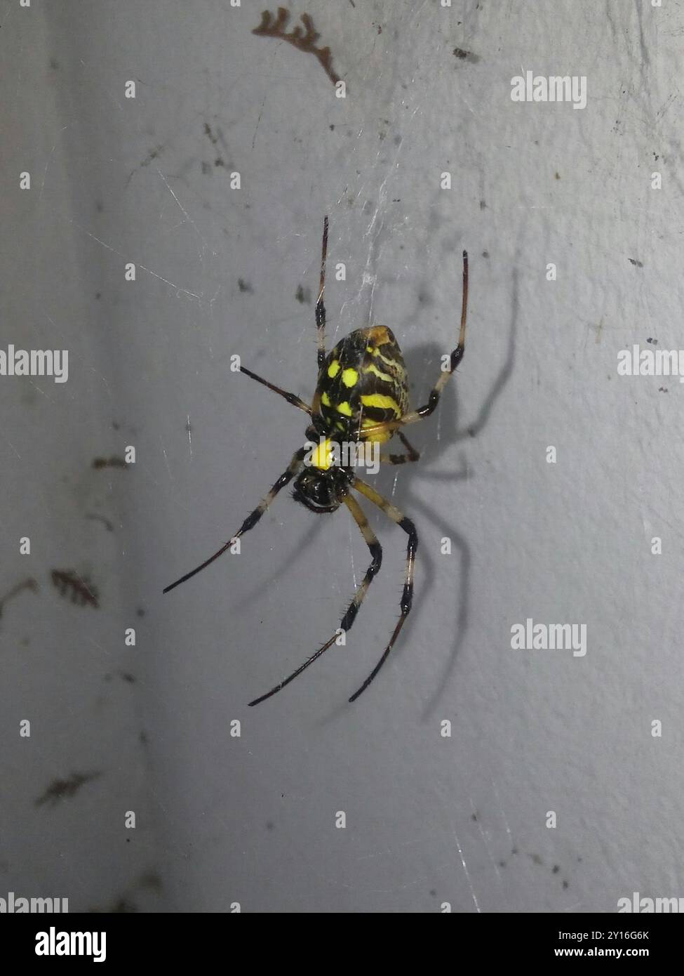 Nephilingis cruentata hi-res stock photography and images - Alamy