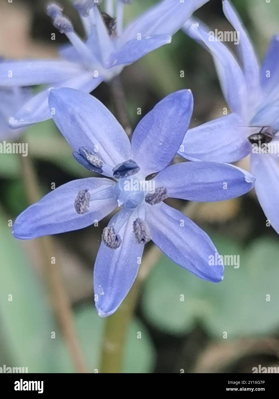 Alpine Squill (Scilla bifolia) Plantae Stock Photo - Alamy