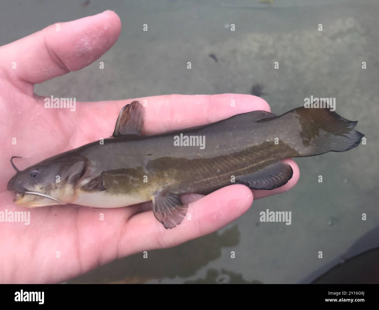 Yellow Bullhead (Ameiurus natalis) Actinopterygii Stock Photo - Alamy