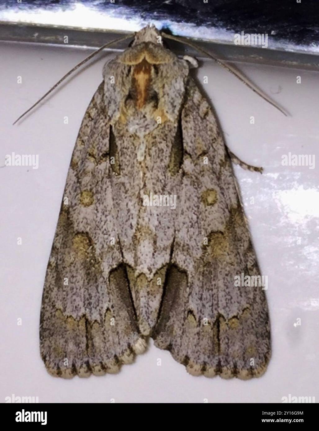 Ochre Dagger (Acronicta morula) Insecta Stock Photo - Alamy