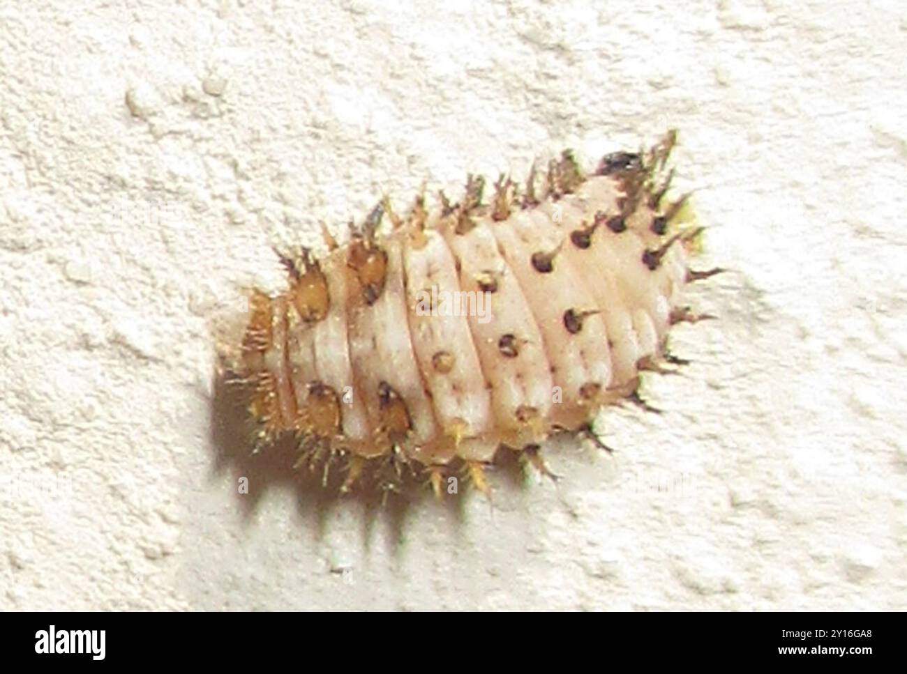 Scale-feeding Lady Beetles (Chilocorinae) Insecta Stock Photo - Alamy