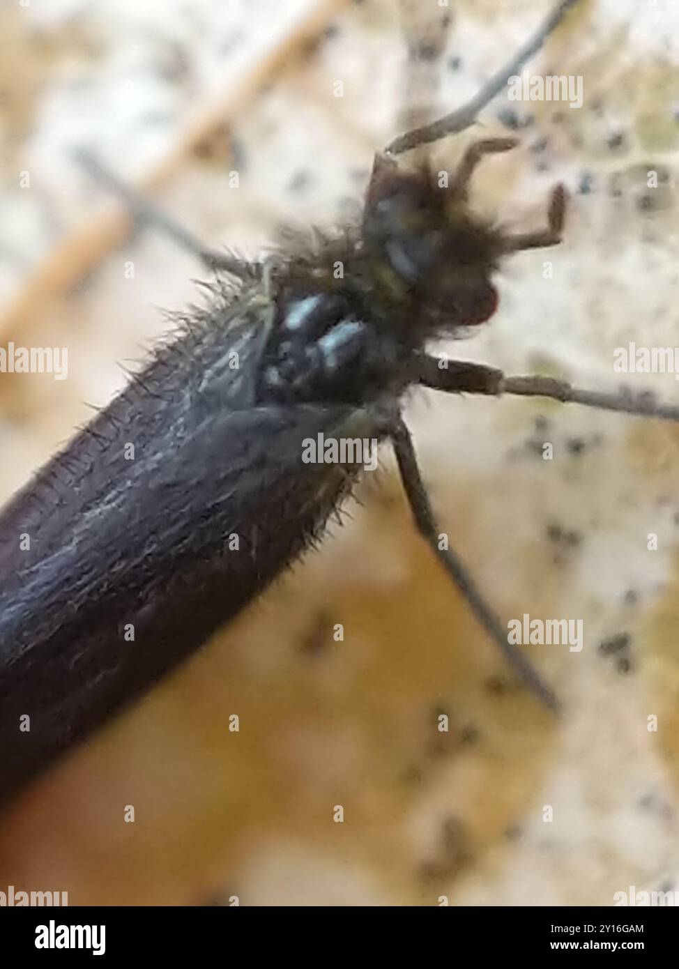 Little Black Caddisflies (Chimarra) Insecta Stock Photo - Alamy