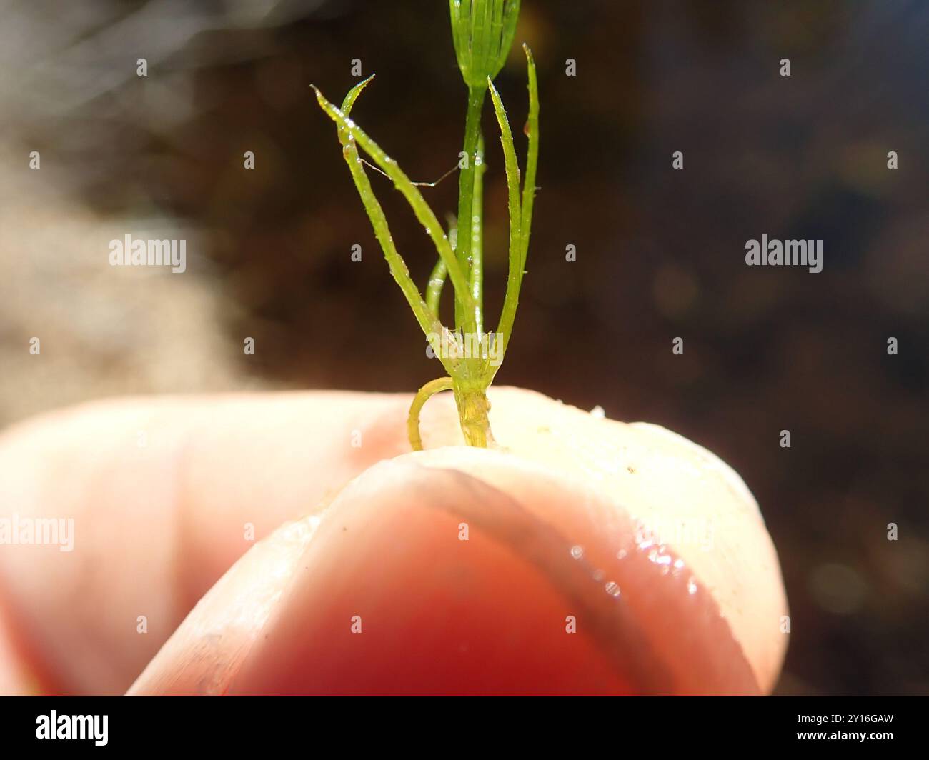 muskgrass (Chara) Plantae Stock Photo - Alamy