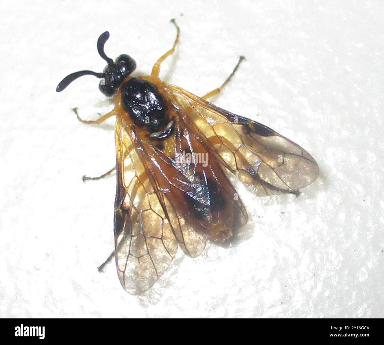 Argid Sawflies (Argidae) Insecta Stock Photo - Alamy