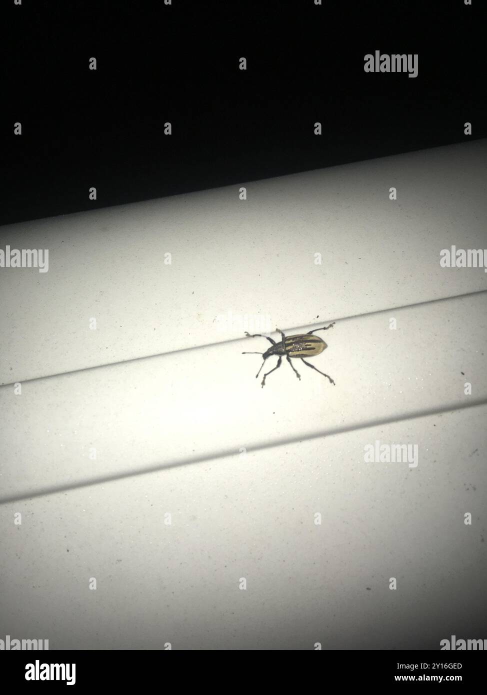 Diaprepes Root Weevil (Diaprepes abbreviatus) Insecta Stock Photo - Alamy