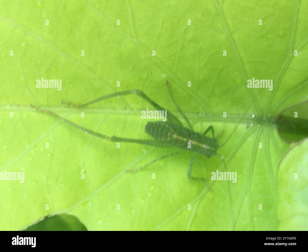 Katydids, Crickets, and Allies (Ensifera) Insecta Stock Photo - Alamy