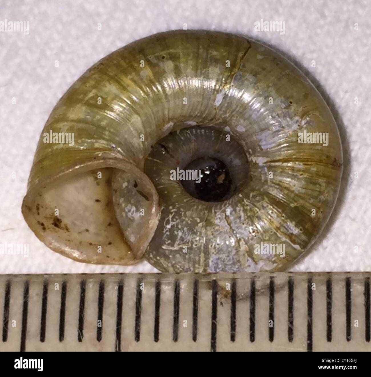 Gray-foot Lancetooth Snail (Haplotrema concavum) Mollusca Stock Photo ...