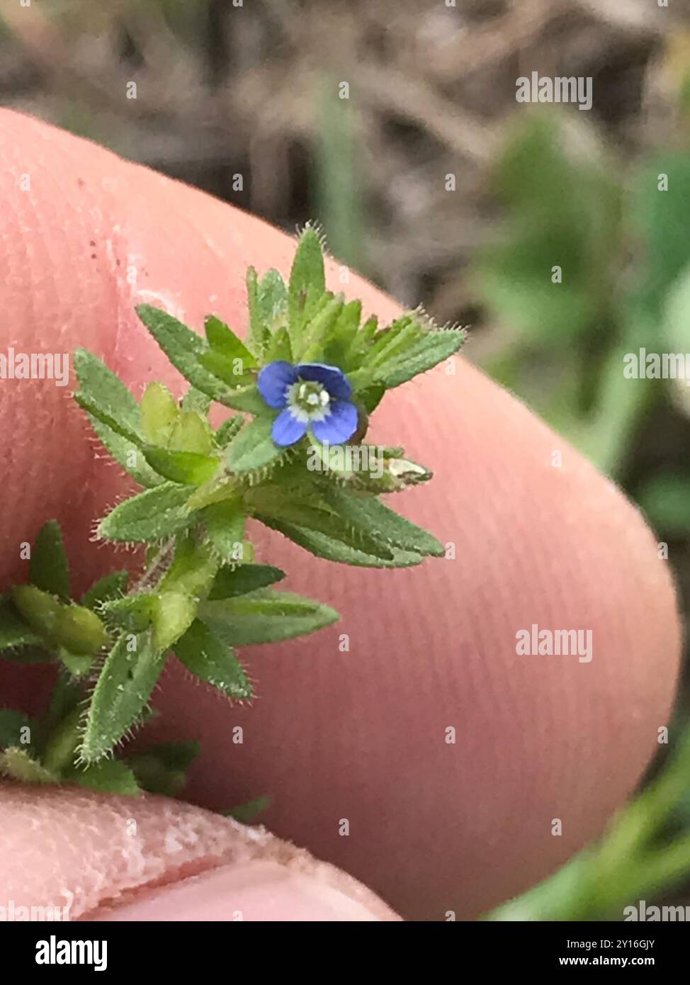 corn speedwell (Veronica arvensis) Plantae Stock Photo - Alamy