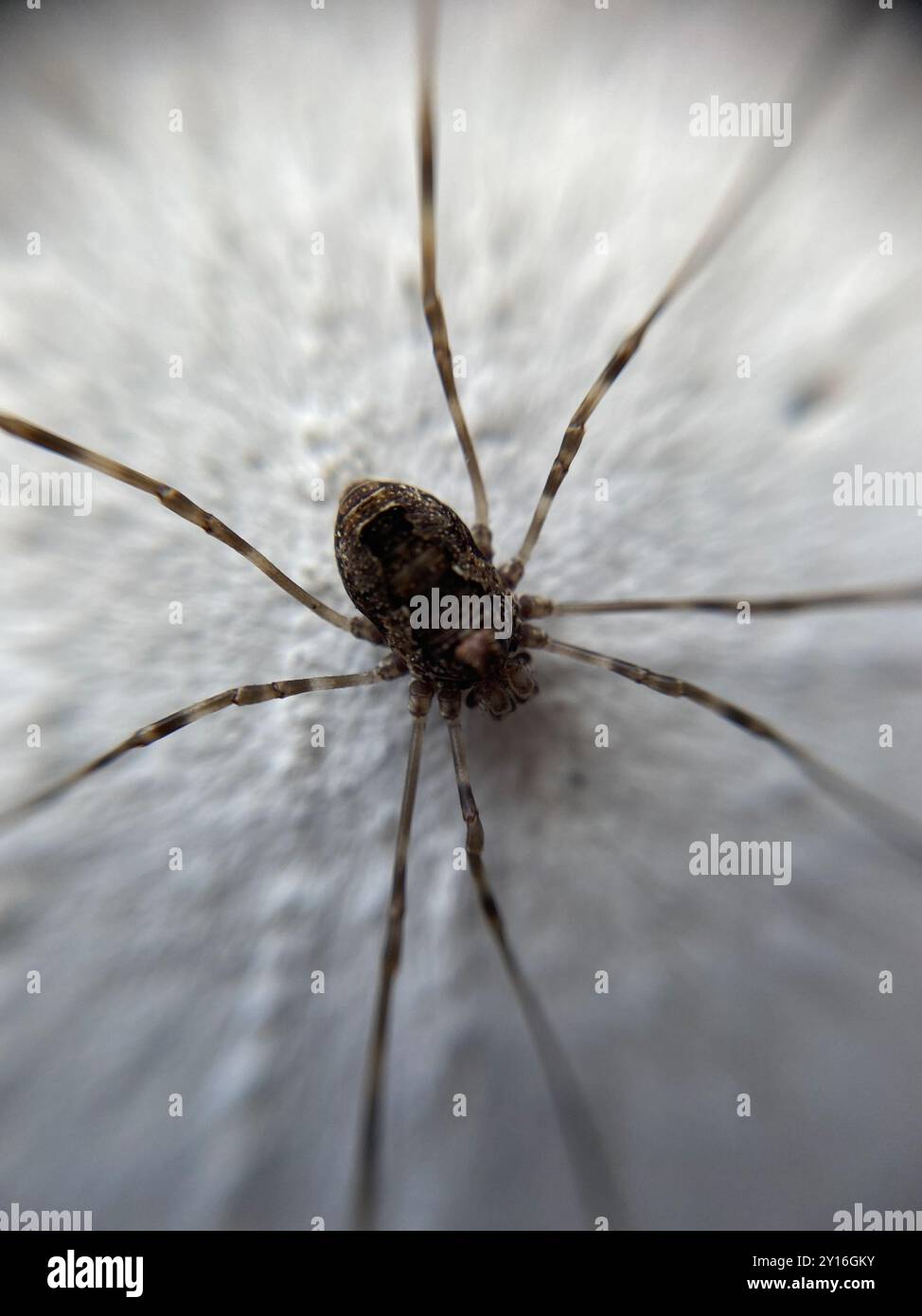 (Platybunus pinetorum) Arachnida Stock Photo - Alamy