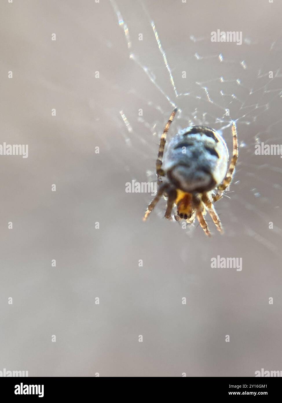 Zilla Orbweaver (Zilla diodia) Arachnida Stock Photo - Alamy