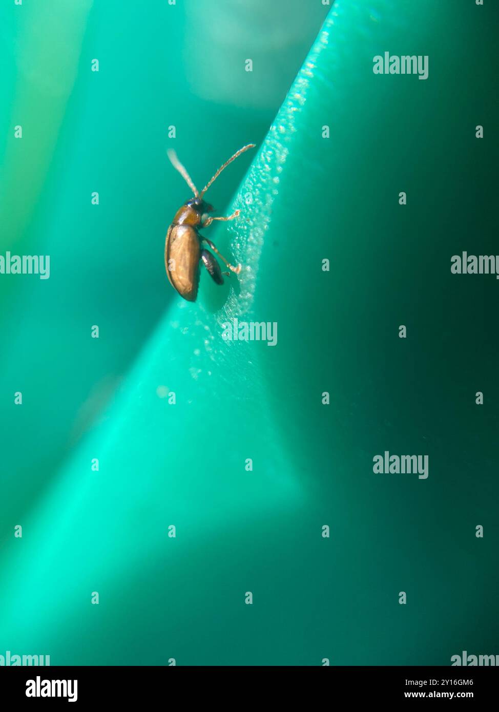 (Longitarsus melanocephalus) Insecta Stock Photo - Alamy