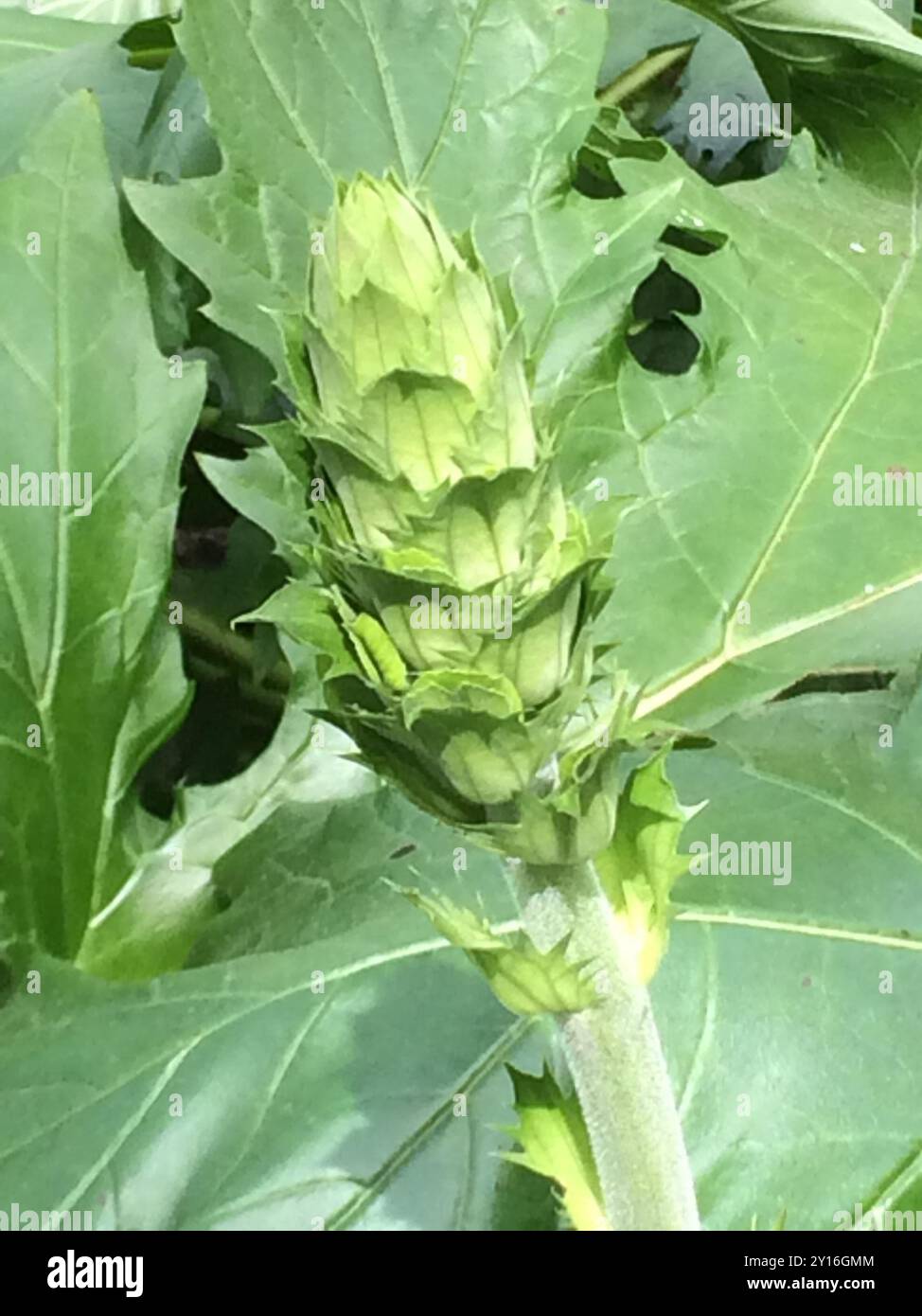 Bear's breeches (Acanthus mollis) Plantae Stock Photo - Alamy