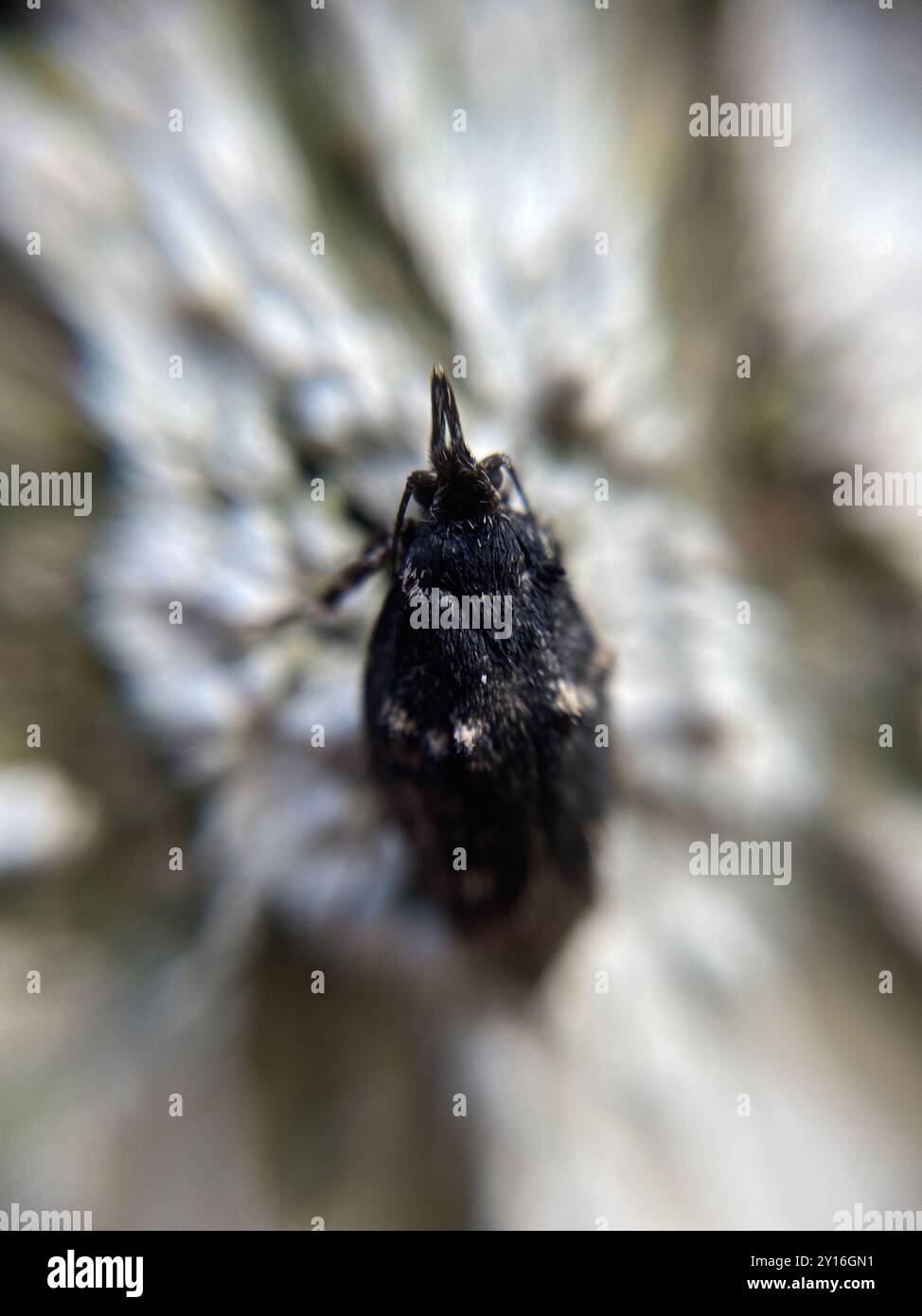 March Tubic (Diurnea fagella) Insecta Stock Photo - Alamy