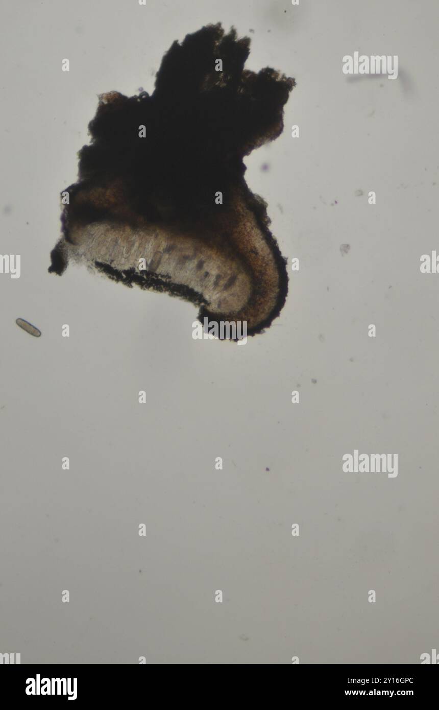 Lopadium hi-res stock photography and images - Alamy