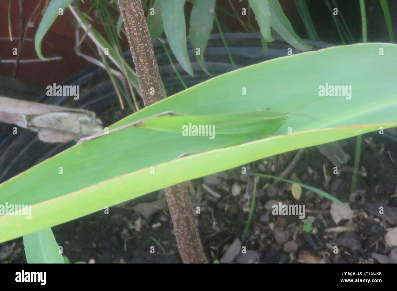 Common Coneheads (Neoconocephalus) Insecta Stock Photo - Alamy