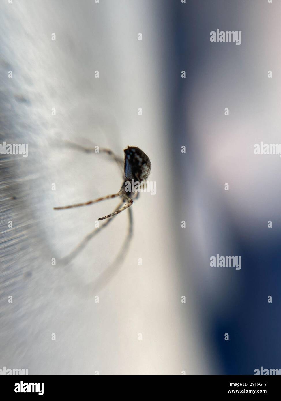 Stretch Spiders (Tetragnatha) Arachnida Stock Photo - Alamy
