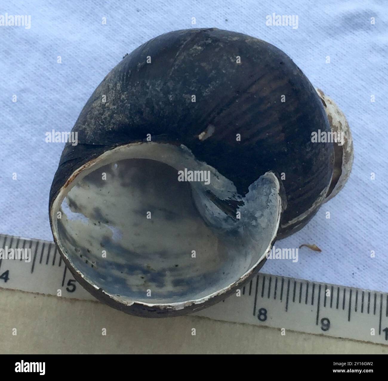 Chinese Mystery Snail (Cipangopaludina chinensis) Mollusca Stock Photo ...