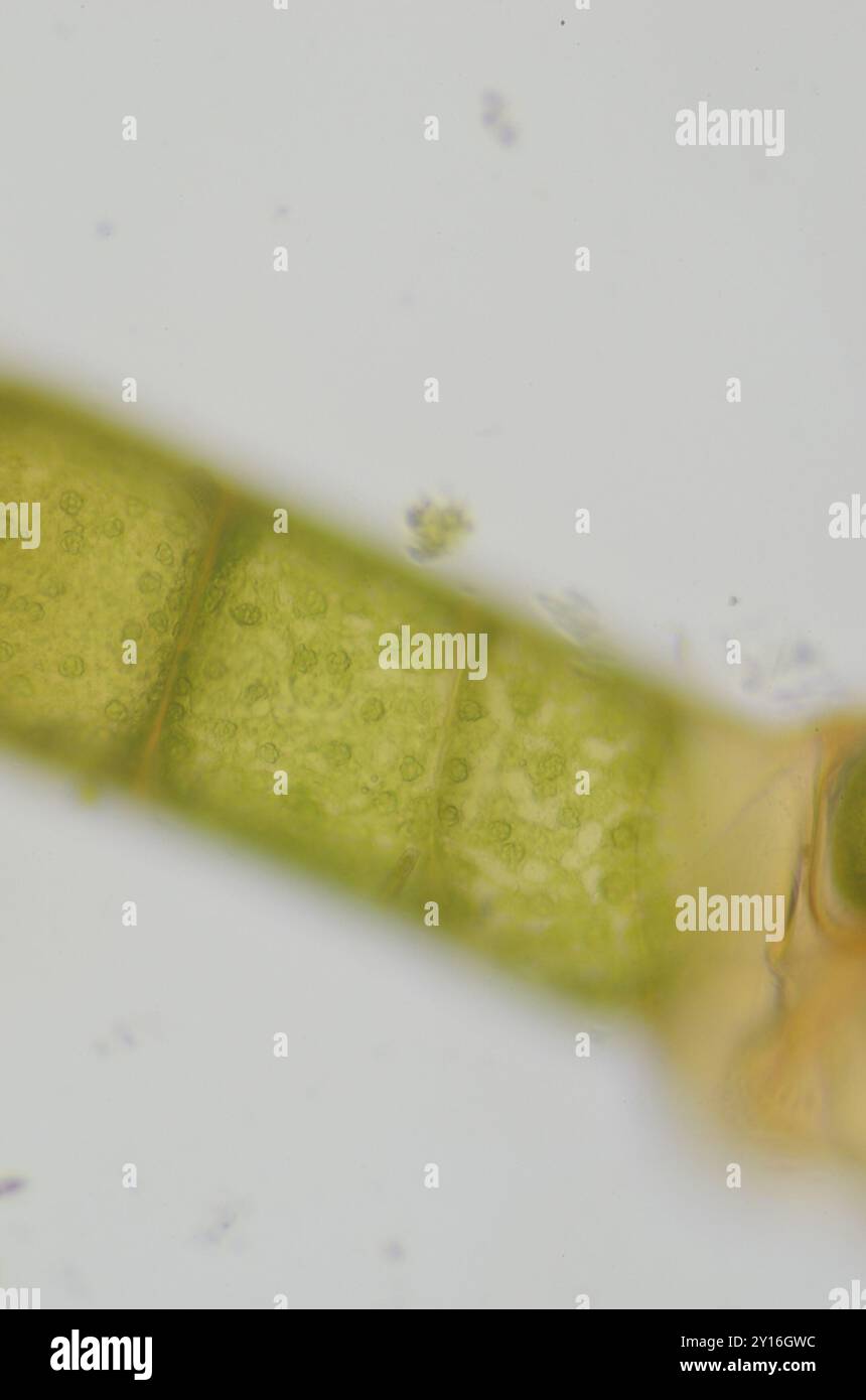 (Urospora wormskioldii) Plantae Stock Photo - Alamy