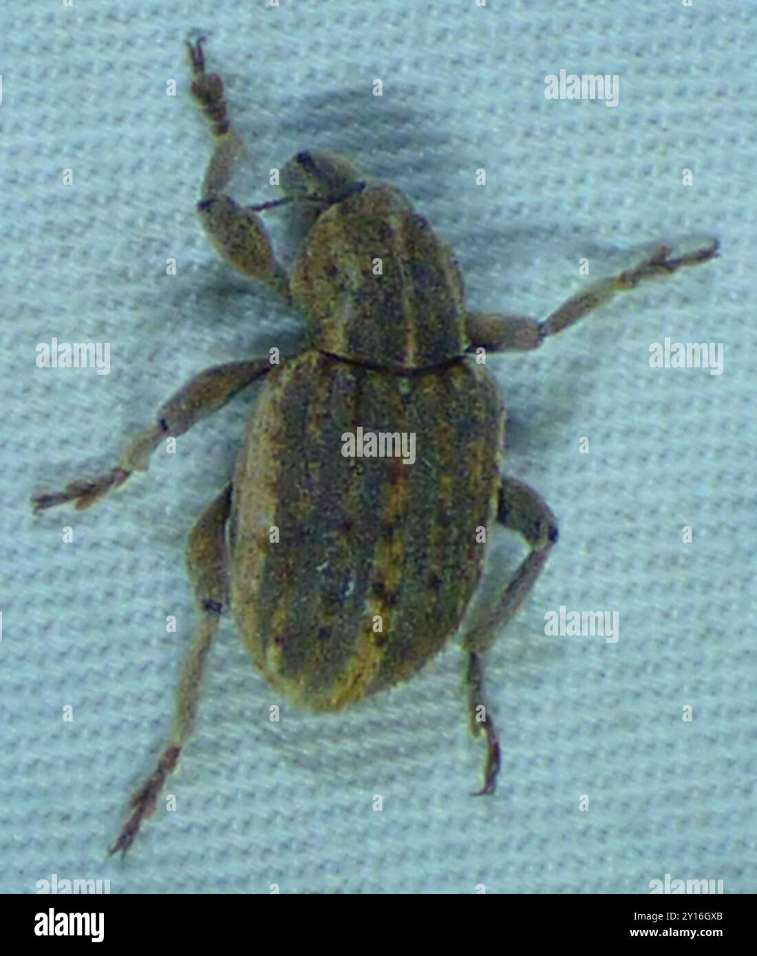 Clover Leaf Weevil (Brachypera zoilus) Insecta Stock Photo - Alamy