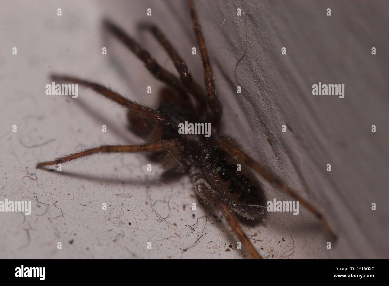 Snake-back Spider (Segestria senoculata) Arachnida Stock Photo - Alamy