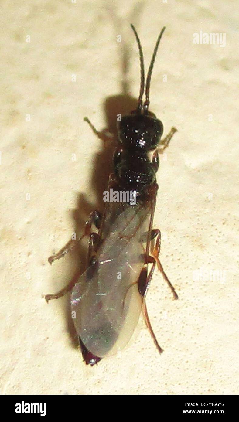 Flat wasps (Bethylidae) Insecta Stock Photo - Alamy