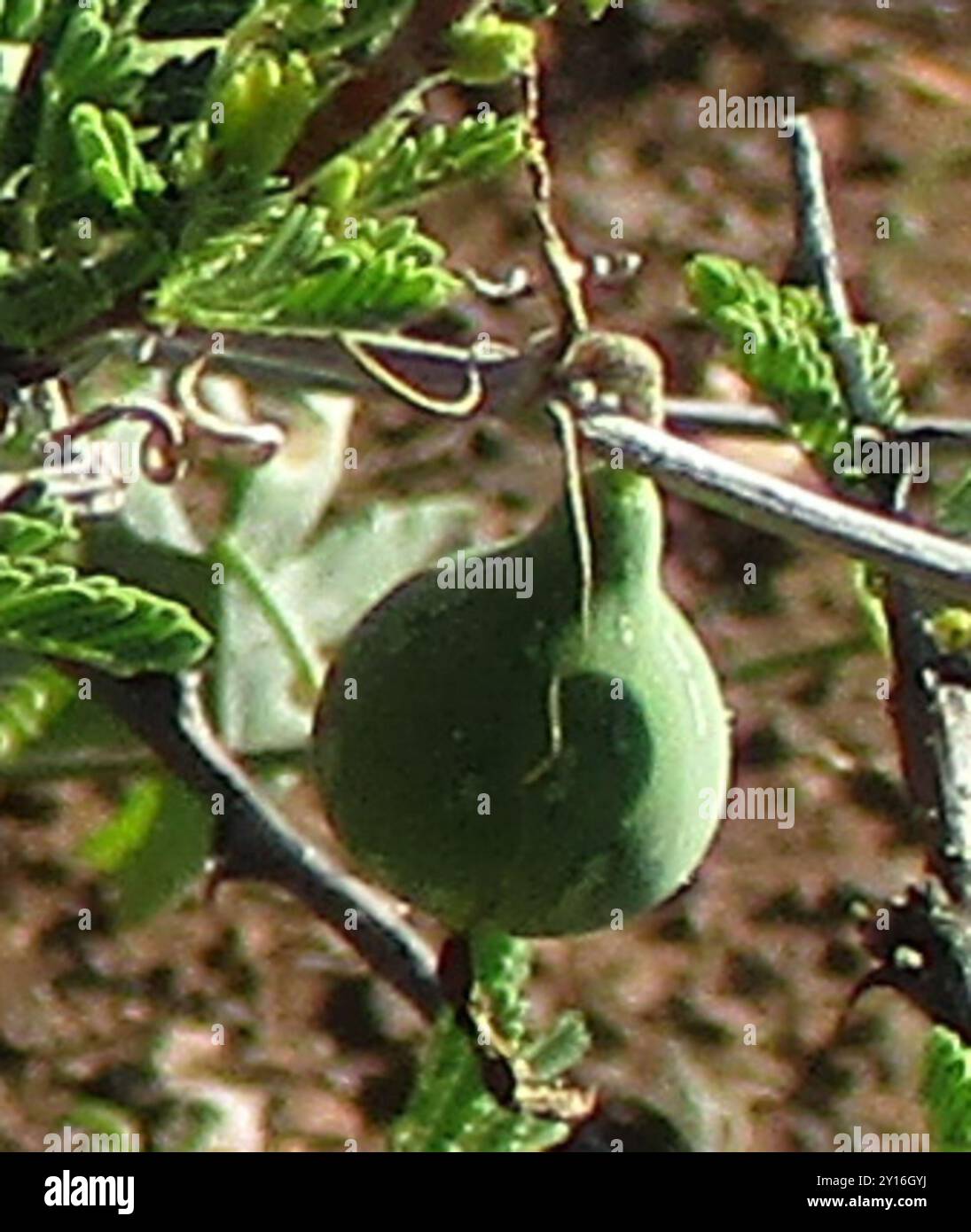 Cucumber Bushpumpkin (Coccinia rehmannii) Plantae Stock Photo - Alamy