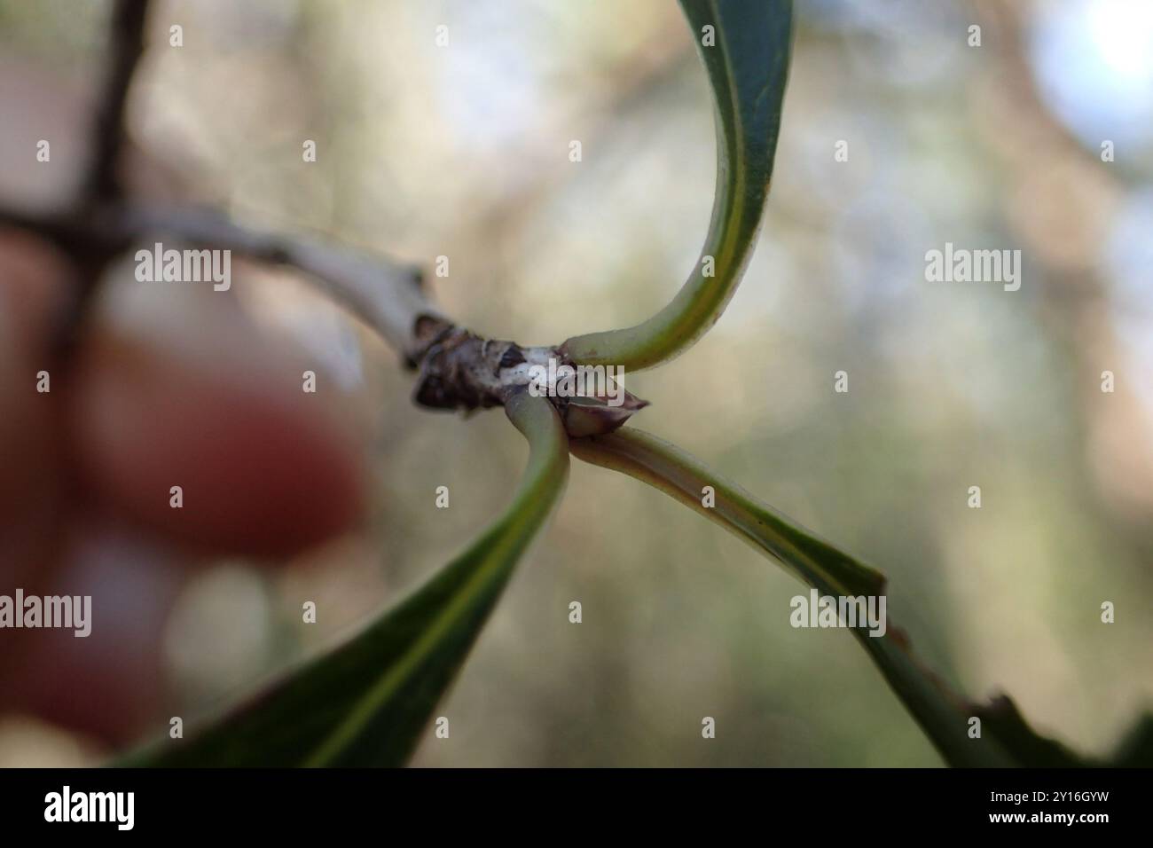 Swamp titi (Cyrilla racemiflora) Plantae Stock Photo - Alamy