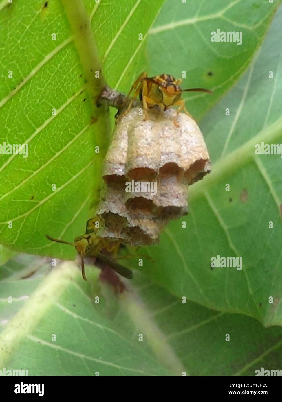 (Mischocyttarus cerberus) Insecta Stock Photo - Alamy