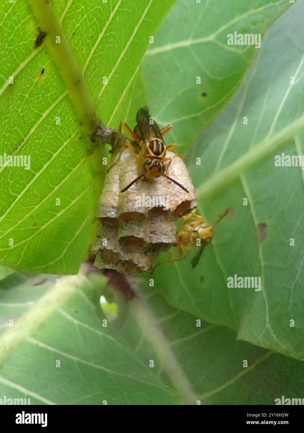(Mischocyttarus cerberus) Insecta Stock Photo - Alamy