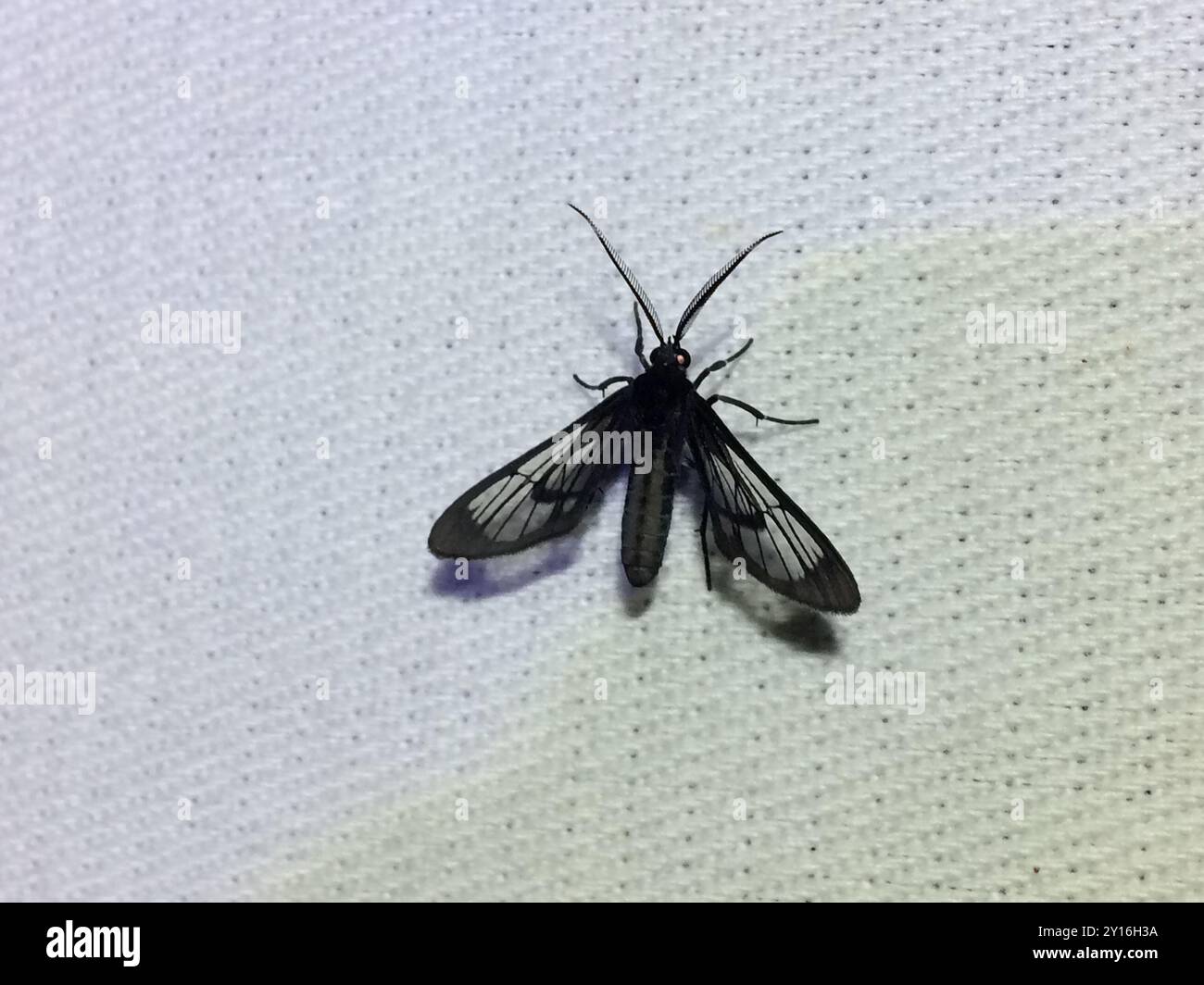 Austera hi-res stock photography and images - Alamy