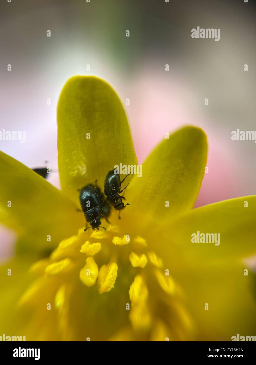 Common Pollen Beetle (Brassicogethes aeneus) Insecta Stock Photo - Alamy