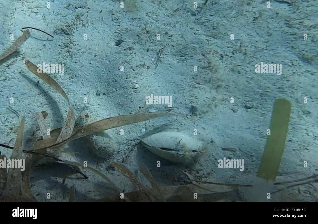 Bivalves (Bivalvia) Mollusca Stock Photo - Alamy