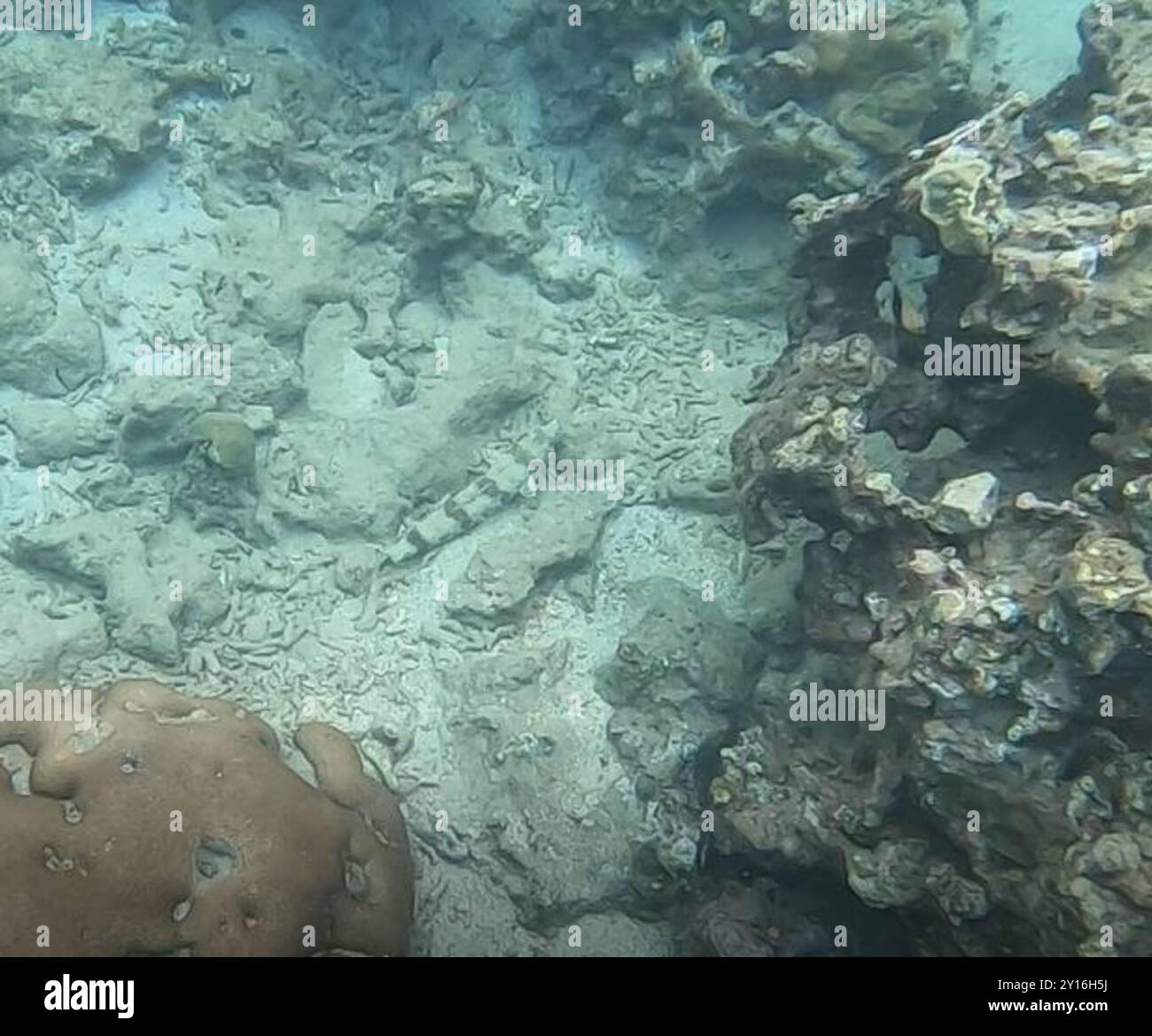Sand Diver (Synodus intermedius) Actinopterygii Stock Photo - Alamy