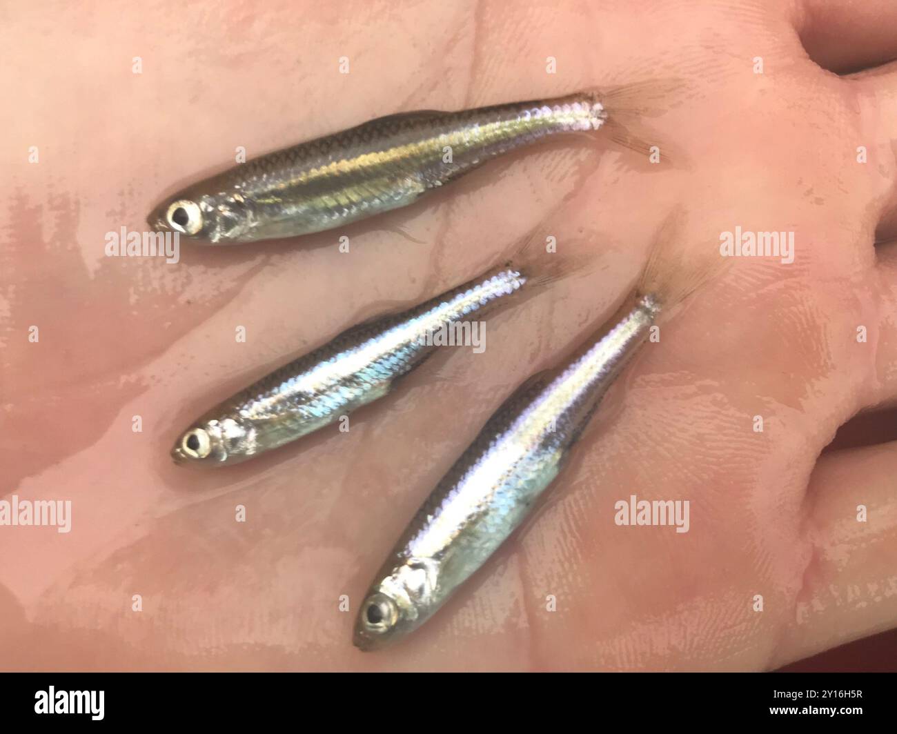 Texas Shiner (Notropis amabilis) Actinopterygii Stock Photo - Alamy