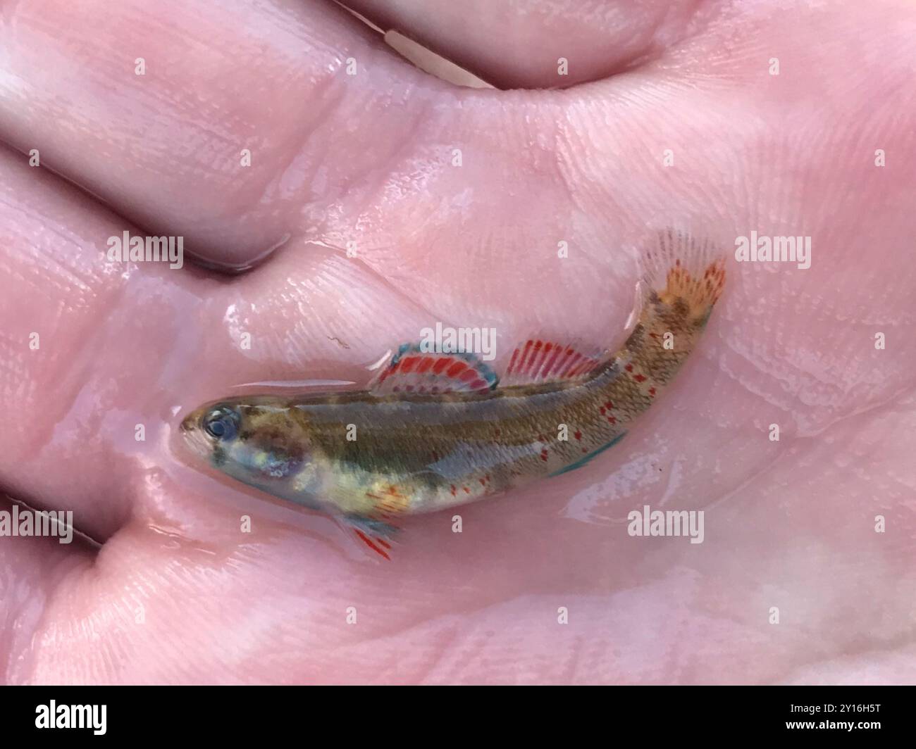 Greenthroat Darter (Etheostoma lepidum) Actinopterygii Stock Photo - Alamy