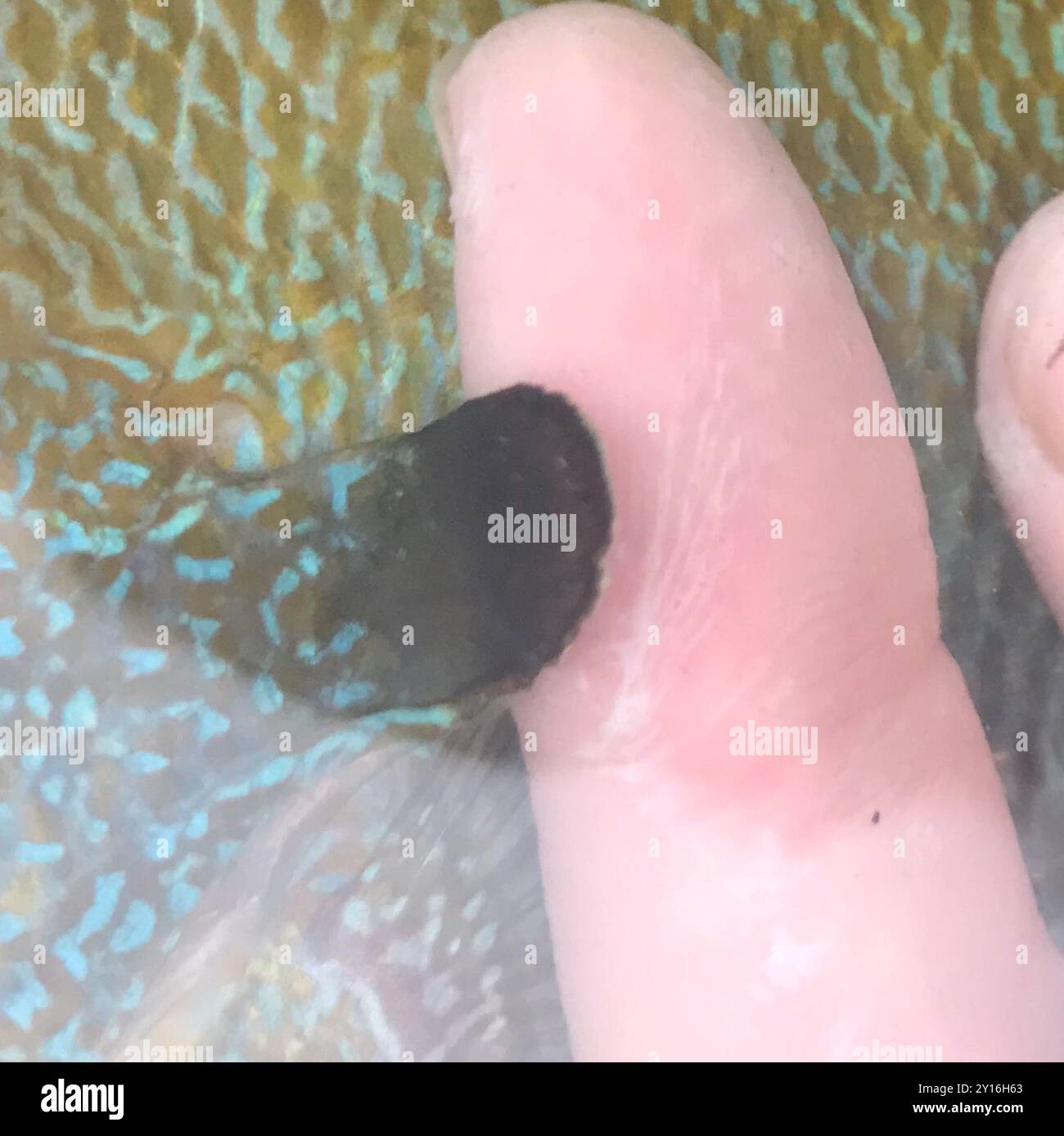 Longear Sunfish Complex (Lepomis megalotis) Actinopterygii Stock Photo ...