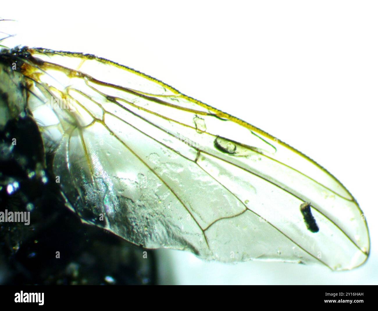(Anthomyia procellaris) Insecta Stock Photo - Alamy