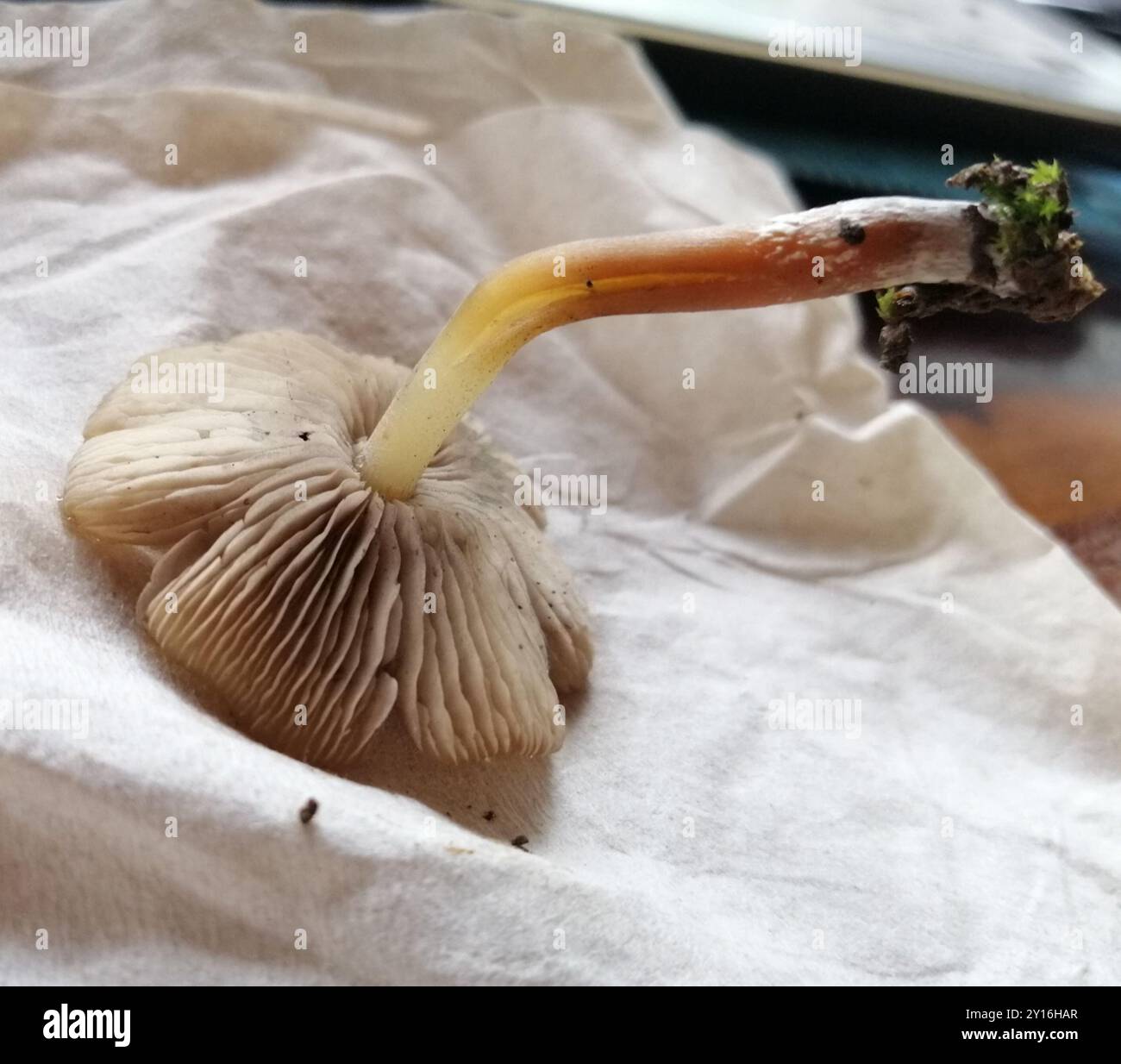 (Psilocybe caerulescens) Fungi Stock Photo - Alamy