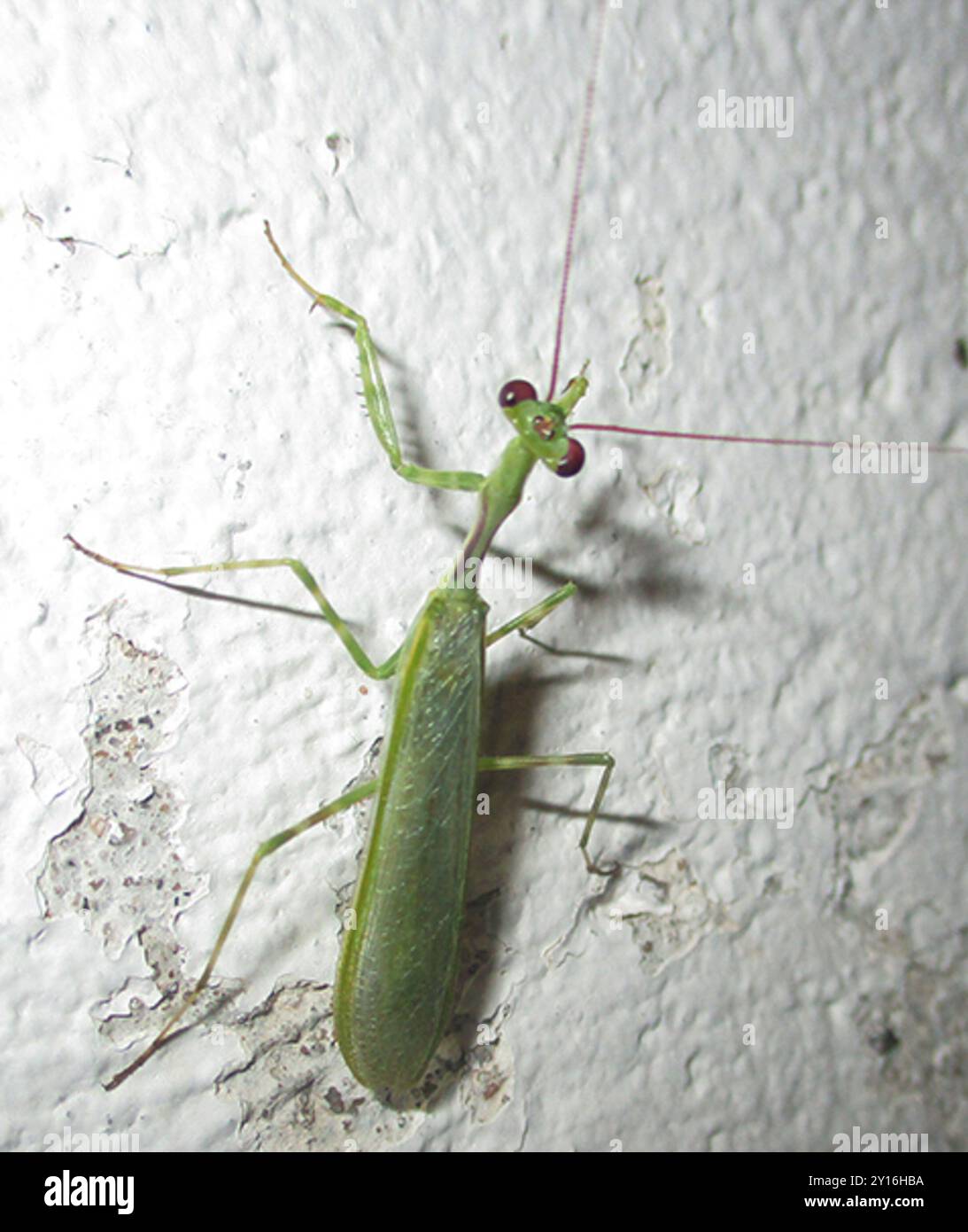 (Miomantis binotata) Insecta Stock Photo - Alamy