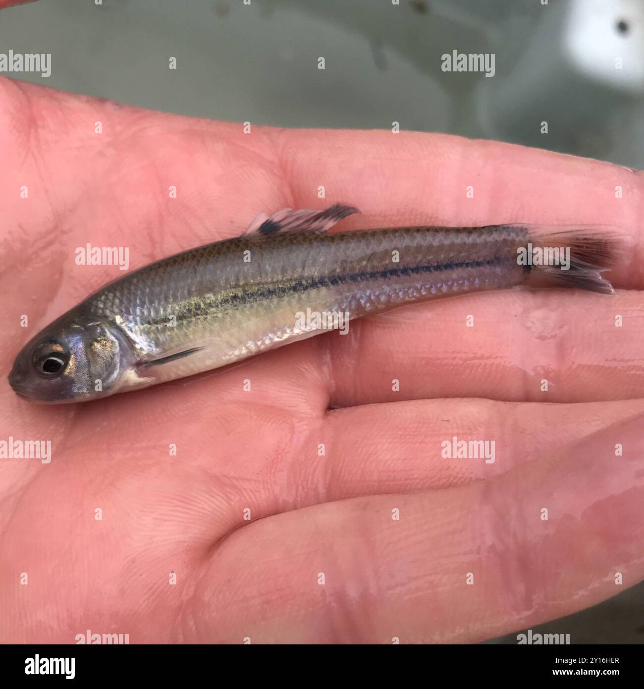 Bullhead Minnow (Pimephales vigilax) Actinopterygii Stock Photo - Alamy